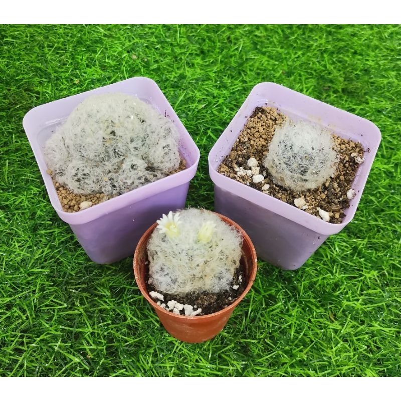 【LIVE PLANT】White Snow Cactus/Kaktus/白星仙人掌 多肉植物 | Shopee Malaysia