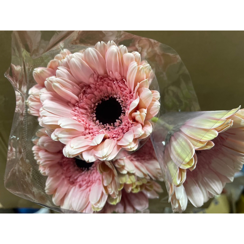 Gerbera - Premier Quality - Farm to Home - Cameron Highland Fresh ...