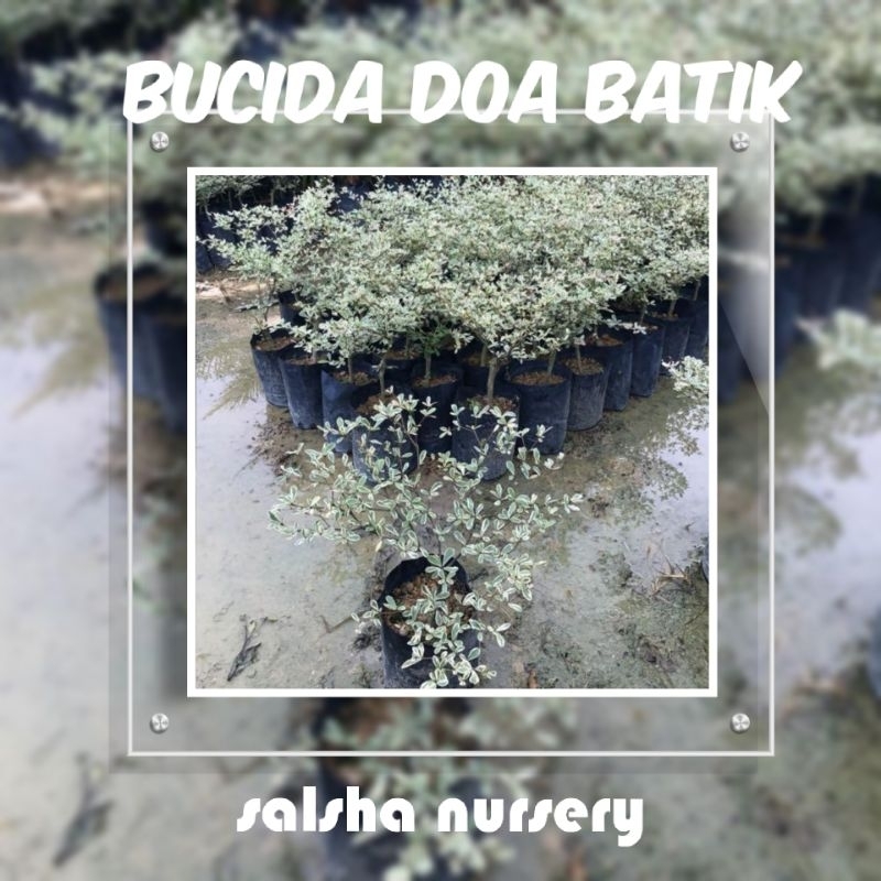 💥🔥 pokok bucida doa putih batik | Shopee Malaysia