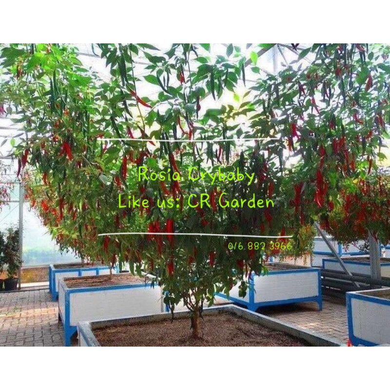 Chilli Tree 1 Seed 辣椒树 1粒 (100 Days,Length: 35cm, height: 300-500cm ...