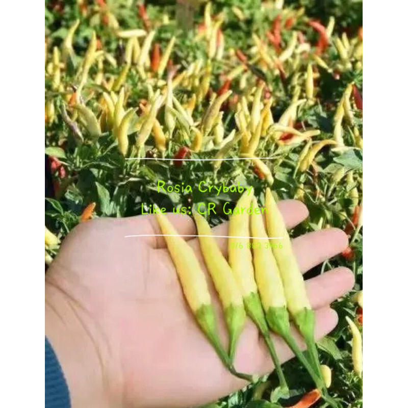 Golden Yellow Chilli 10 Seeds 金辣椒 10粒 (70 cm height, chilli length: 4cm ...
