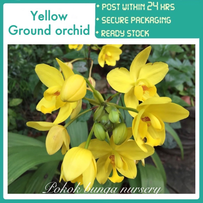 PBN - yellow ground orchid - Spathoglottis kuning Pokok bunga nursery ...