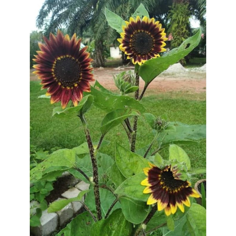 Anak pokok bunga matahari red velvet queen | Shopee Malaysia