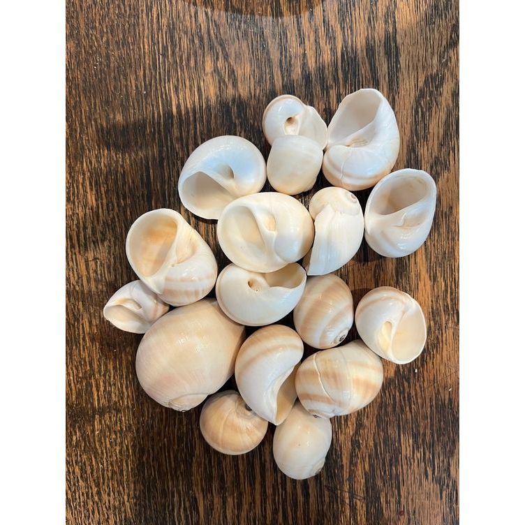 SHELL FOR HERMIT CRABS / NATURAL SHARK'S EYE MOON SEASHELL FOR AQUARIUM ...