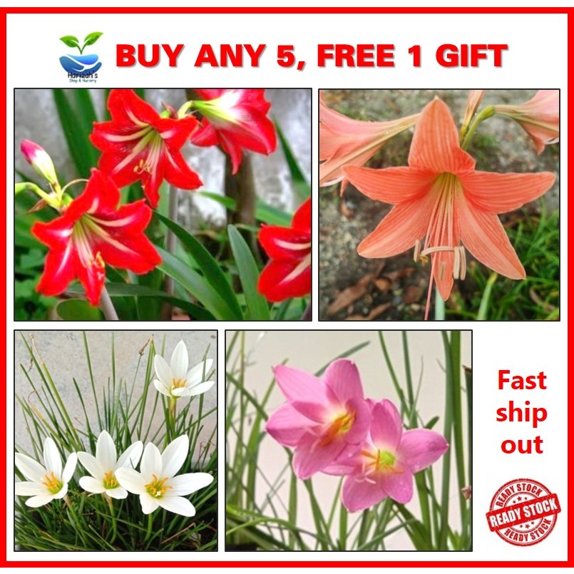 Pokok bunga Amarylis Lily / Rain Lili Pink/ Oren/ Merah/ Peach/ Putih ...