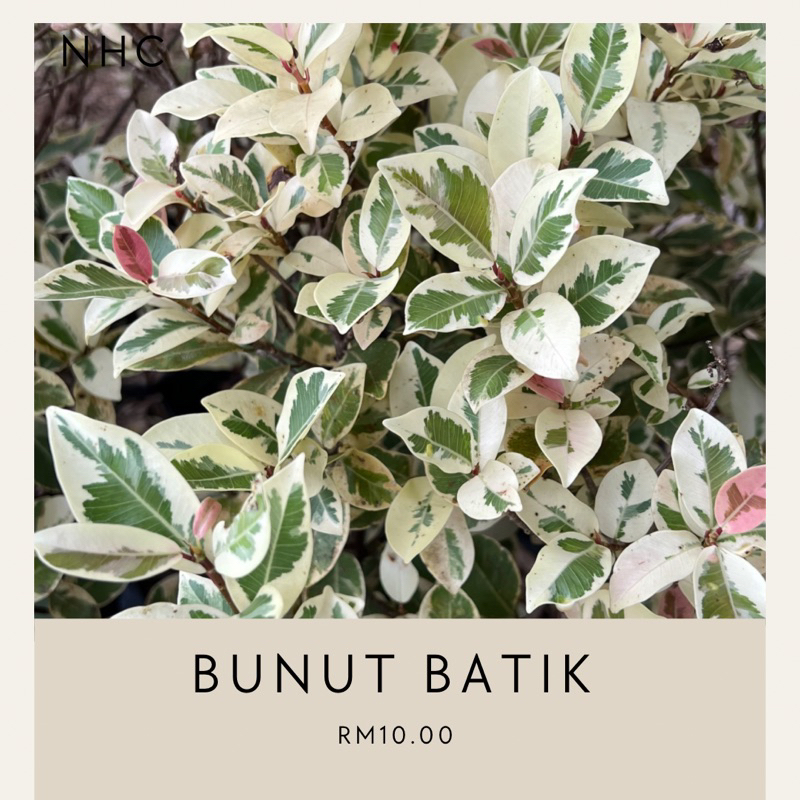 anak pokok bunut batik pokok landscape | Shopee Malaysia