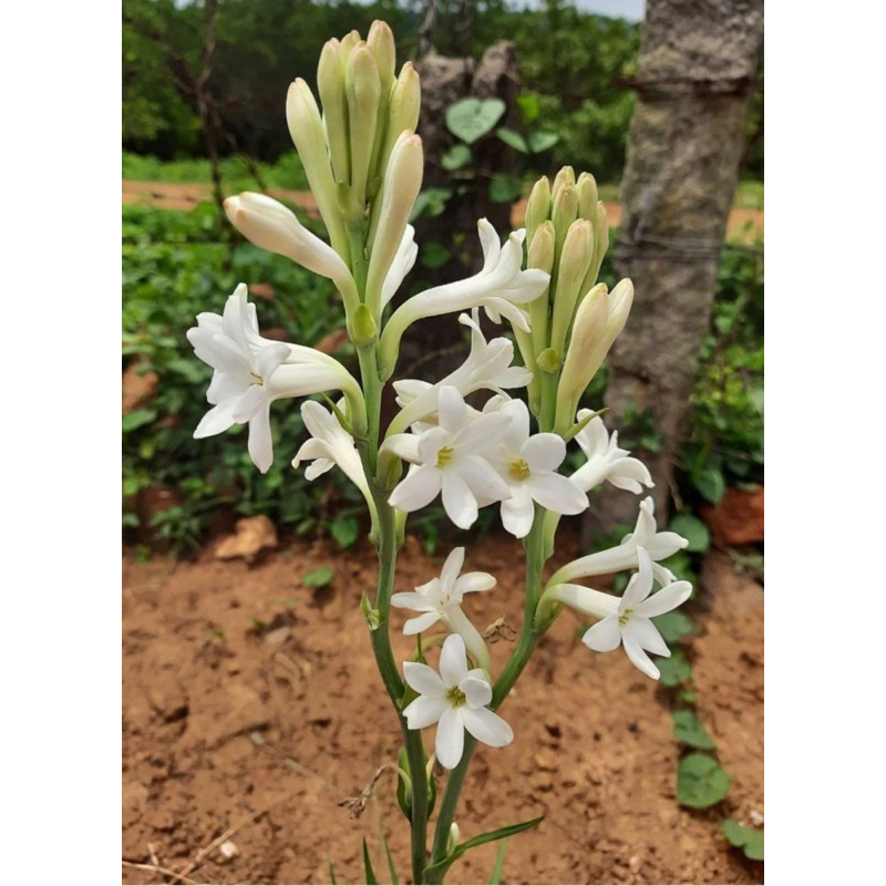 Tuberoses @ Bunga Harum Sundal Malam yang sangat sangat wangi ( bulb ...