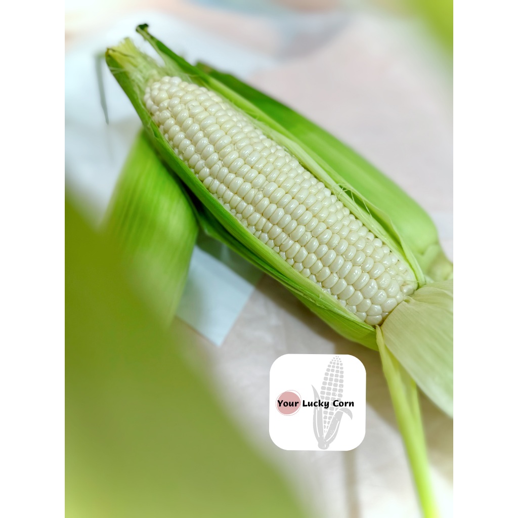 (1 SET 6 PCS)Cameron Highlands Jagung Susu Manis/White Sweet Corn/金马伦 ...