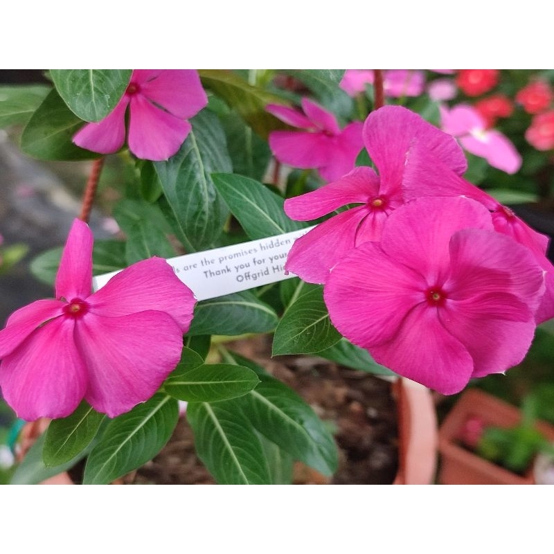 VINCA UNGU MATA MERAH PUTIH (KOD 173) | Shopee Malaysia