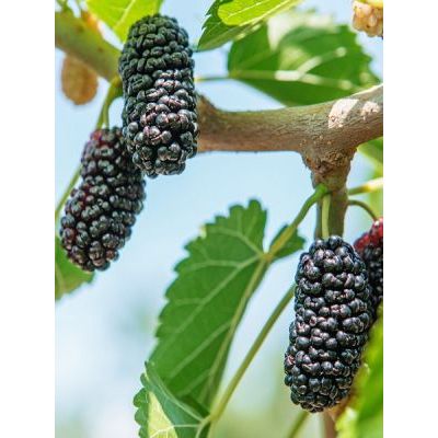 Mulberi Super Jumbo Turki/ Turkish Super Jumbo Mulberry (Morus Nigra ...