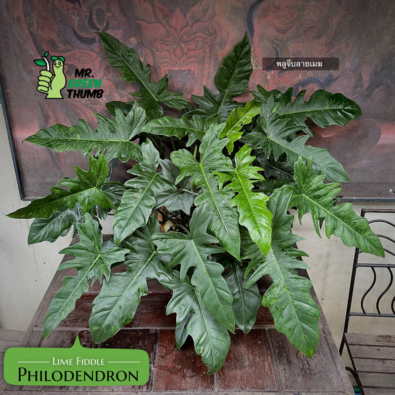 Philodendron lime fiddle ( nice variegated clone ) | Shopee Malaysia