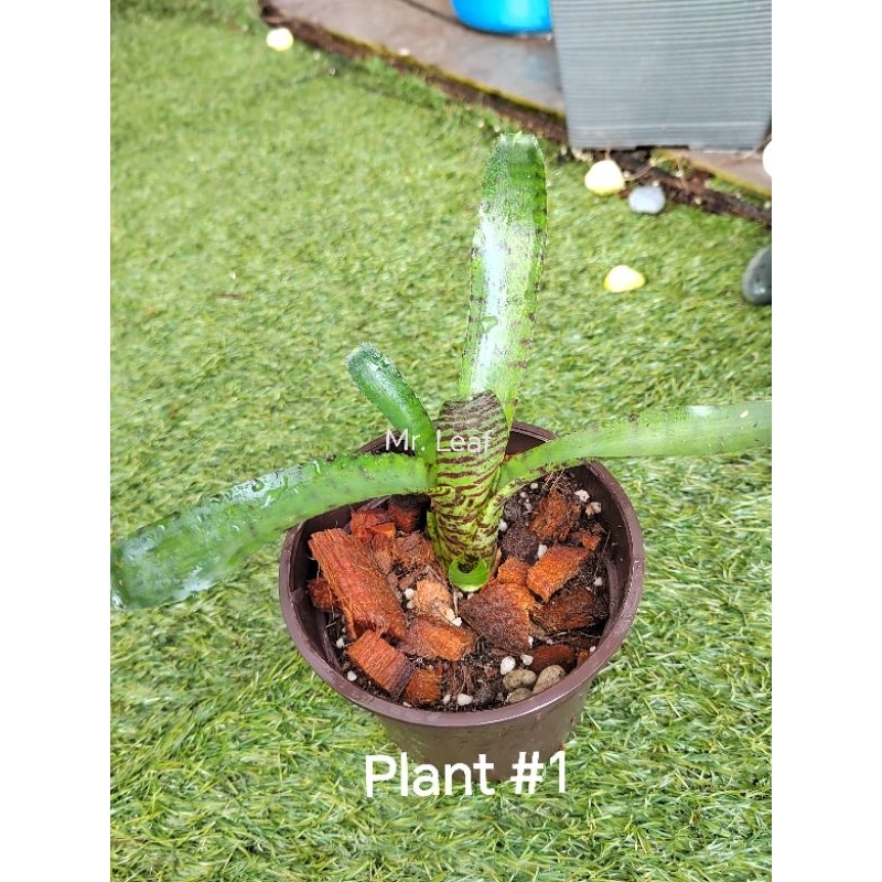 Bromeliad Neoregelia Tiger Cub (Mini) | Shopee Malaysia