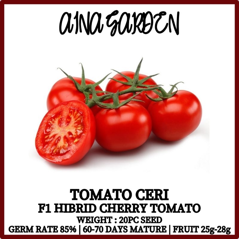 HSK [20pc] TOMATO CERI | F1 HIBRID CHERRY TOMATO THAILAND | BIJI BENIH ...