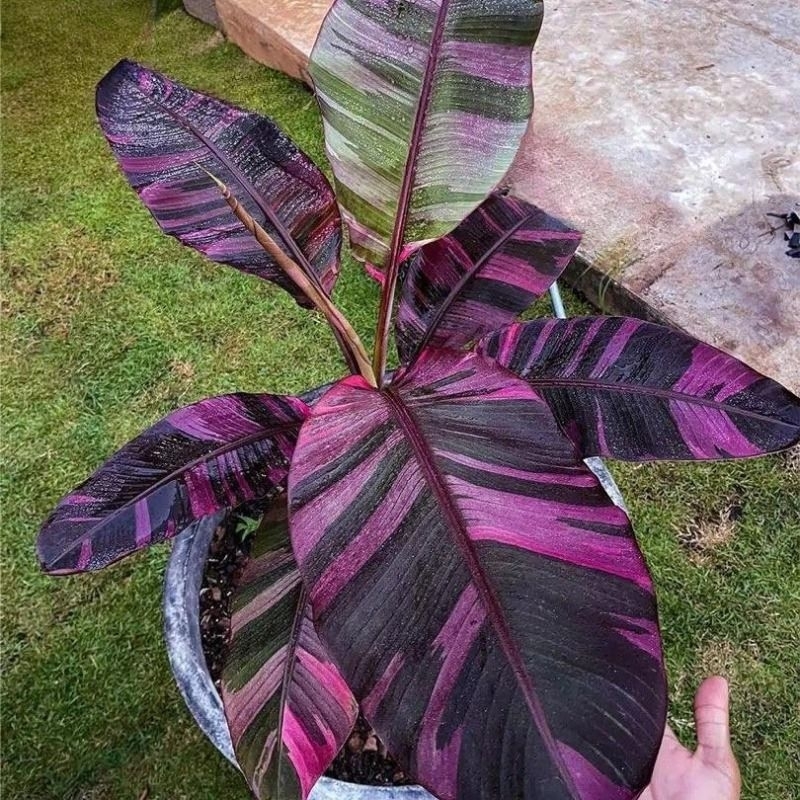 🤪CRAZY SALES 🤪👉 Pokok Musa Nono Pink Variegated / Pisang Nono | Shopee ...