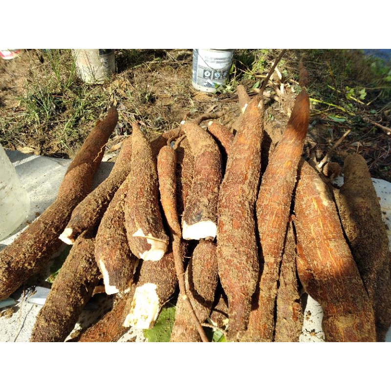 Ubi Kayu Kuning(Fresh)(2kg) | Shopee Malaysia