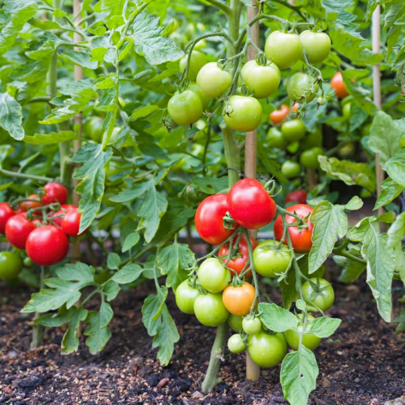 RM10 ~ 3 PASU ANAK POKOK TOMATO BUAH BESAR. (READY STOCK) | Shopee Malaysia