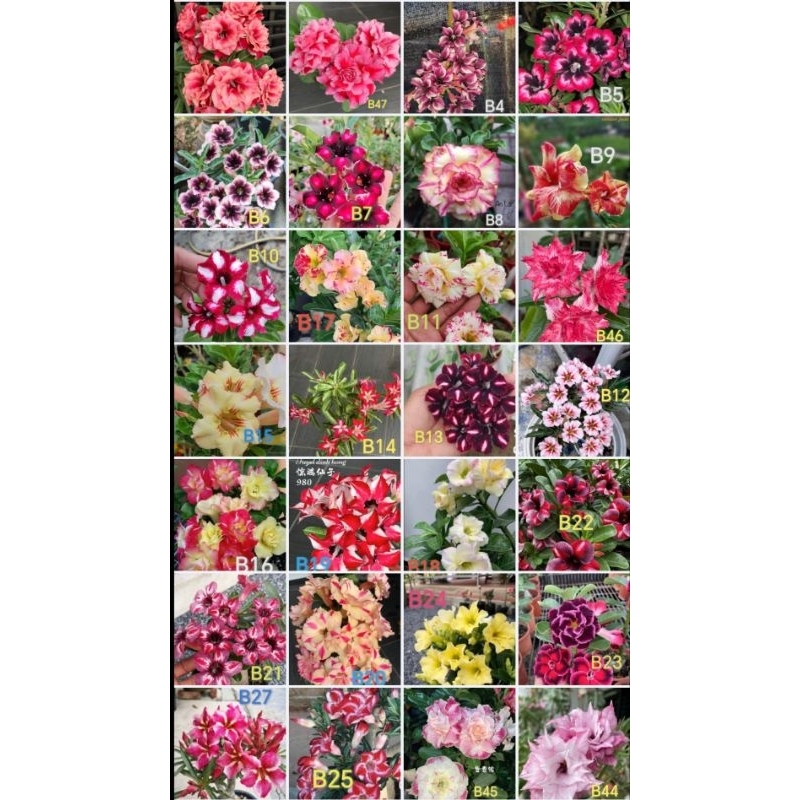 biji adenium kemboja seeds adenium 富贵花种子 | Shopee Malaysia