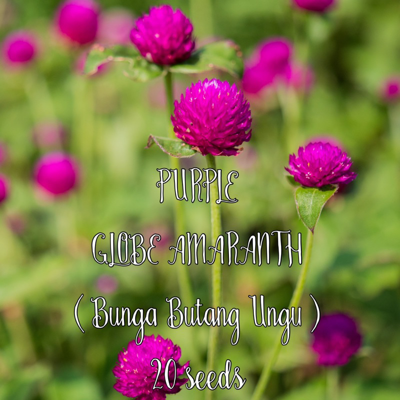 Biji Benih Bunga Butang Ungu ( Purple Globasal Flower seeds ) | Shopee ...