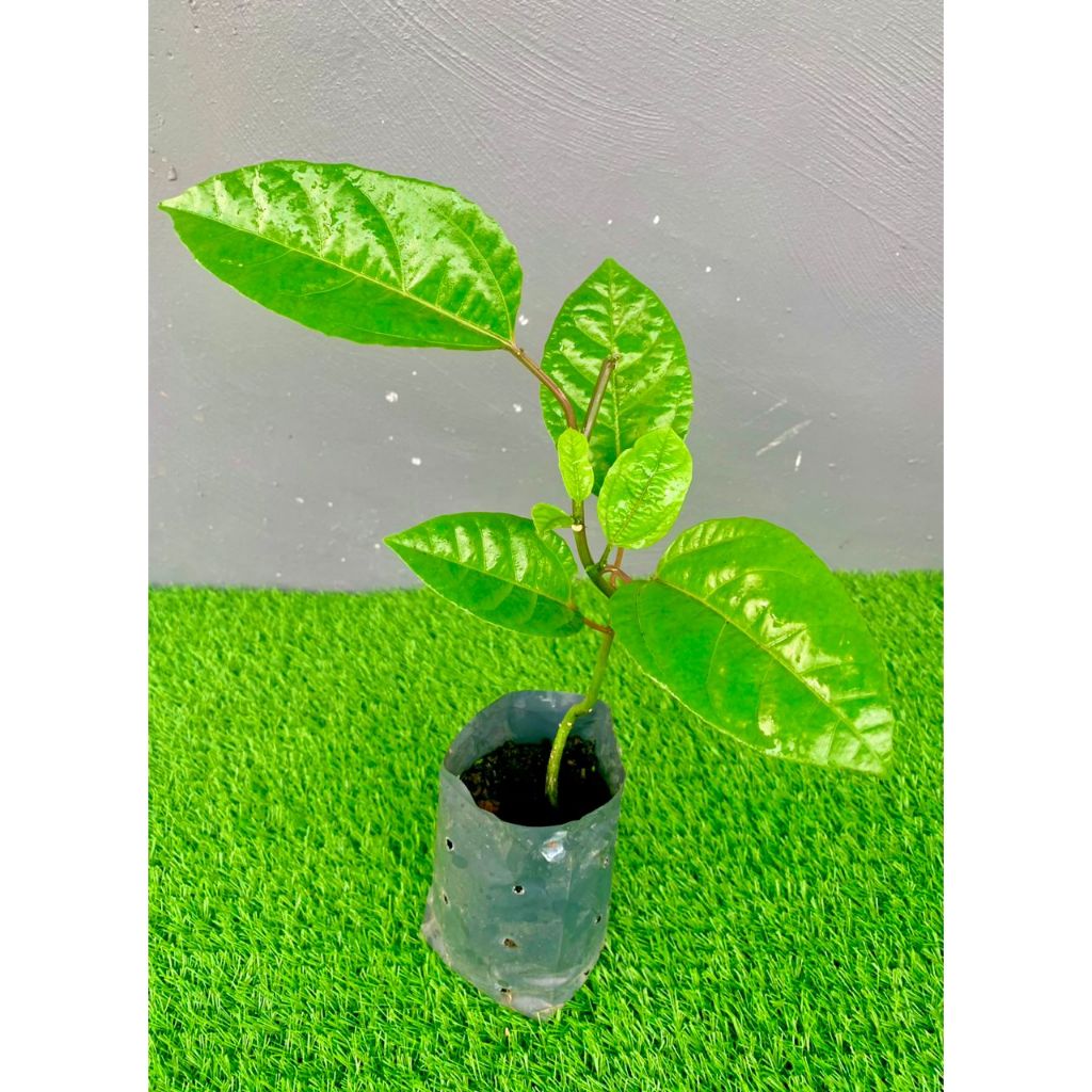 POKOK MARKISA BUAH MERAH | Shopee Malaysia