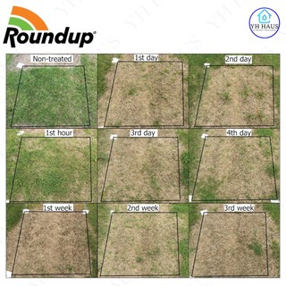 4L Roundup Glyphosate 41% Weed Killer (Racun Rumput Lalang/Ubat rumput ...