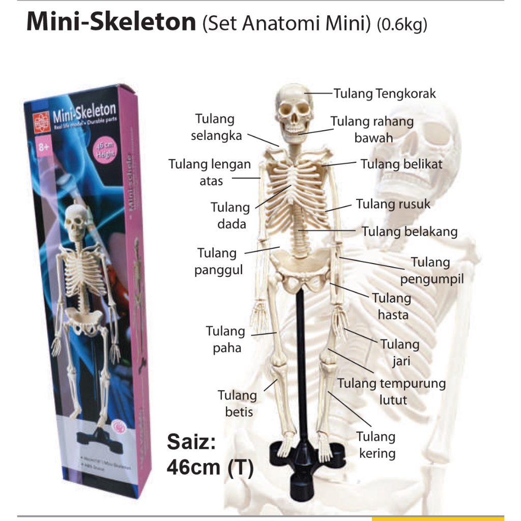 Mini-Skeleton (Set Anatomi Mini) 46cm Height [Ready Stock] | Shopee ...