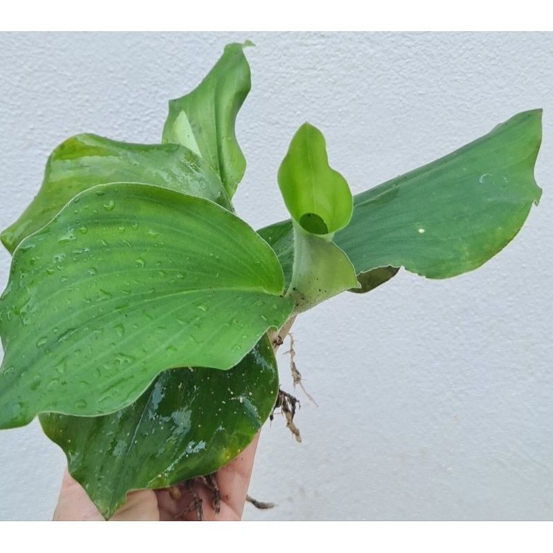 Ubi Anak Pokok Cekur Kencur tanpa tanah | Shopee Malaysia