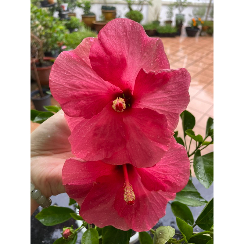 🇲🇾【Live Plant】Pink Denmark Hibiscus/ Hybrid/ Bunga Raya Pendek/ Short ...
