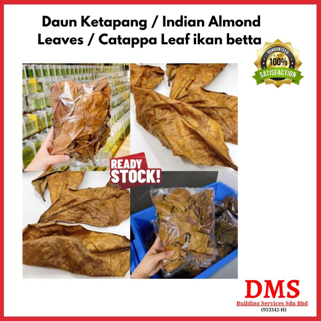 Daun Ketapang / Indian Almond Leaves / Catappa Leaf ikan betta DMS ...