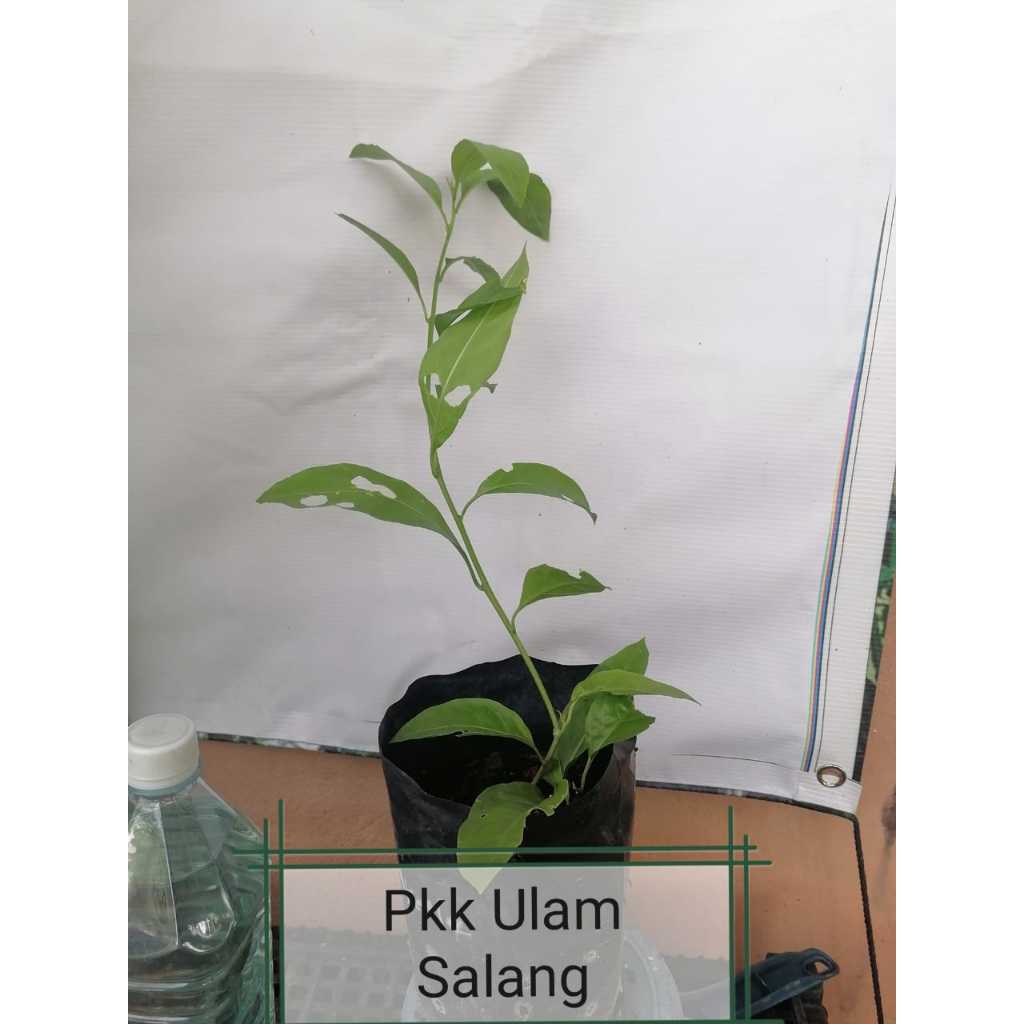 pokok ulam salang , pokok rare, dalam polybag (pokok herba/ulam ...
