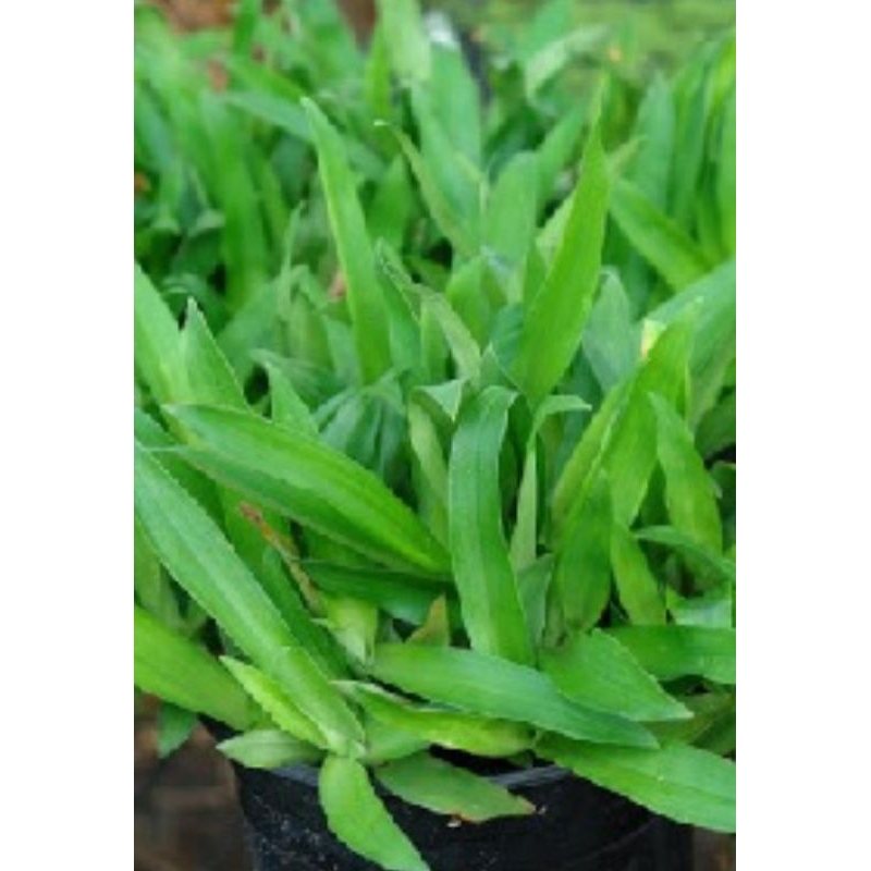 ♥️POKOK SITI KHADIJAH /RUMPUT BEAJING (7ANAK POKOK) UBAT KANCER♥️ ...