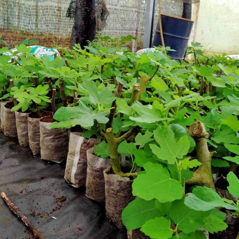 Anak Pokok Tin (BLACK JACK) | Shopee Malaysia