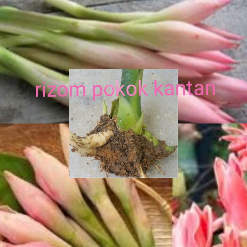 Pokok Kantan (Rizom) | Shopee Malaysia