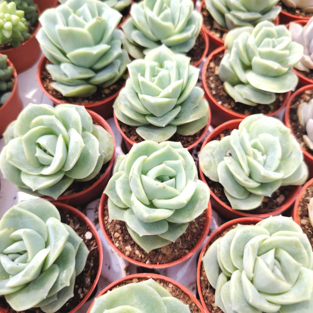 MOVEE-Succulent Live Plants 可爱玫瑰 Echeveria 'Lovely Rose' | Shopee Malaysia
