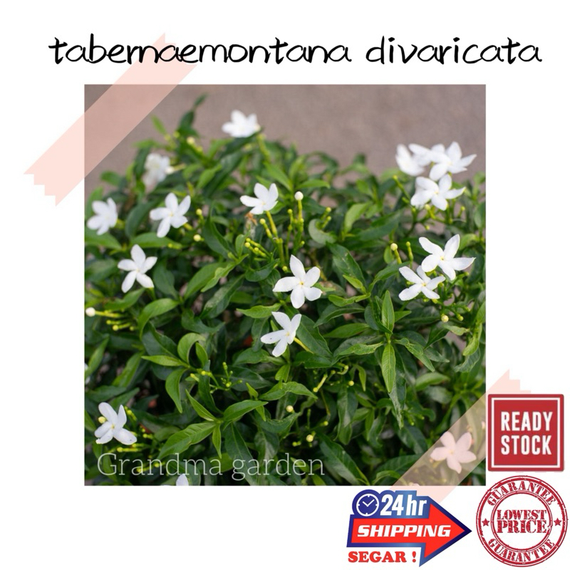 (GG real plant) tabernaemontana divaricata ^ bunga susun kelapa wangi ...