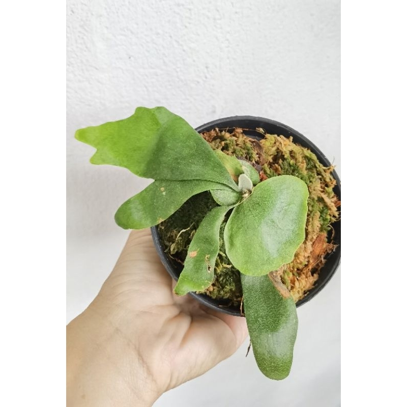 Platycerium veitchii Lisa x P. w. yellow moon Sporeling (Rainbow fern ...