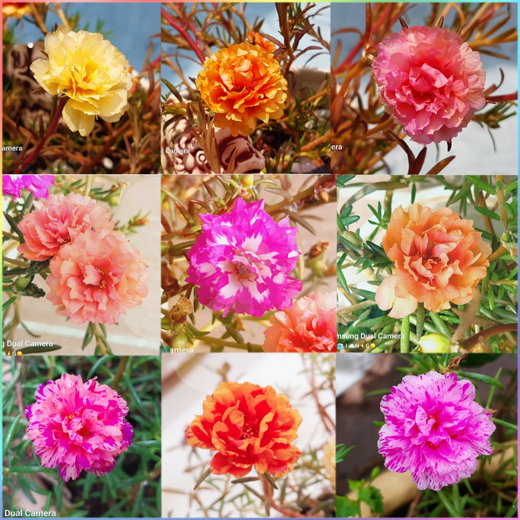 ☀️九點花 日本玫瑰 松叶牡丹 Moss Rose Bunga pukul 9 10 Sembilan 真花參種植物 Mix Breed ...