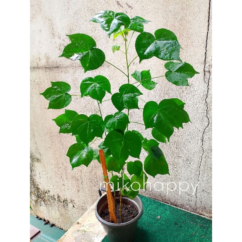Cotton Plant, Pokok Kapas 🌱 each pot have 3 branch 🌱 | Shopee Malaysia