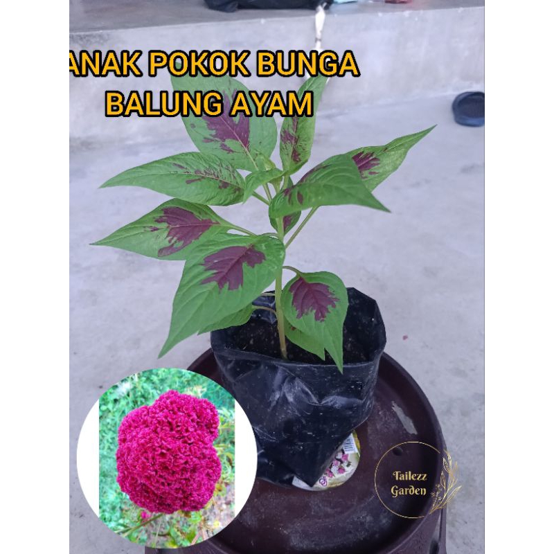 ANAK POKOK BUNGA BALUNG AYAM ( COCKSCOMB FLOWERS) DALAM POLYBAG ...
