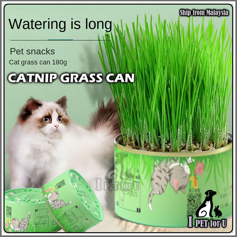 Cat Catnip Grass In Can Rumput Kucing Water And Grow Kit Discharge ...