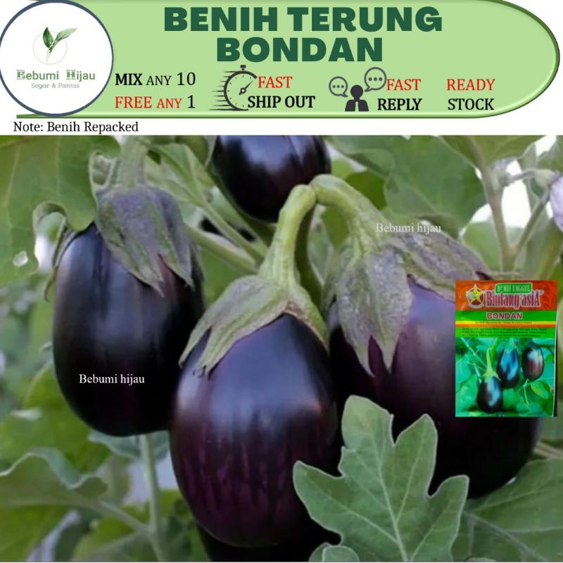Pelbagai benih TERUNG BRINJAL Panjang Bulat Kedut Asam Ungu Hijau Putih ...
