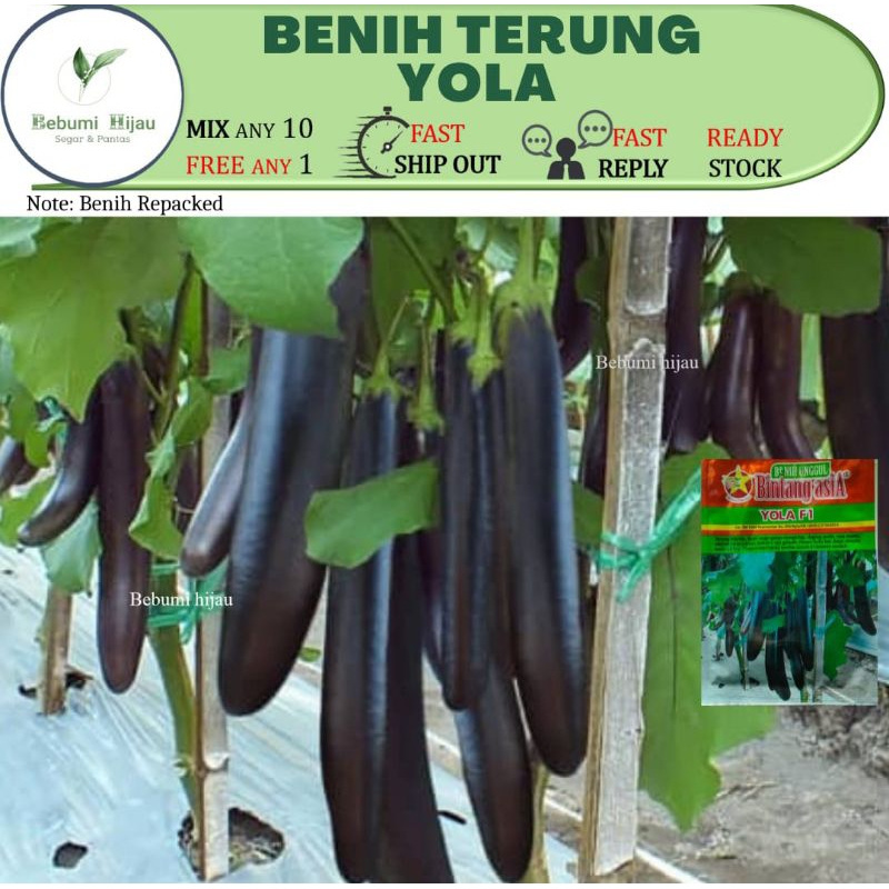 Pelbagai benih TERUNG BRINJAL Panjang Bulat Kedut Asam Ungu Hijau Putih ...