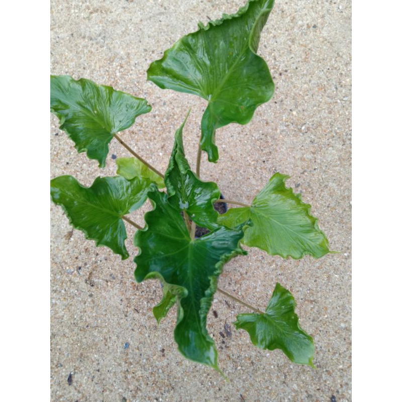 Pokok Bunga Hidup ALOCASIA TRIANGULARIS// KARIPAP VERIGATED Live Plant ...