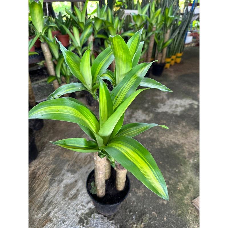 【TW668】 Dracaena fragrans 巴西铁树 1 feet plus live plant | iron tree pokok ...