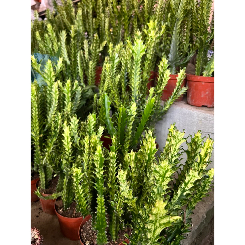 Cactus Euphorbia Lactea Batik dalam pasu | Shopee Malaysia