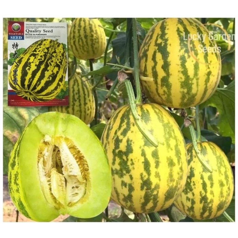Big sweet muskmelon.seed (Japanese melon seed) | Shopee Malaysia