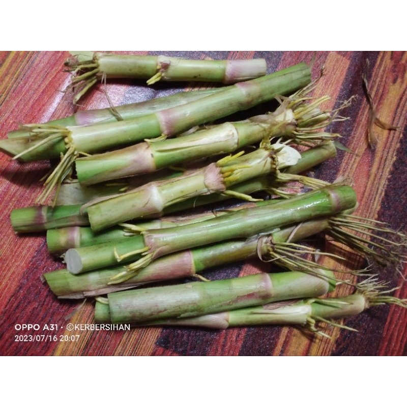 BENIH RUMPUT NAPIER ORIGINAL CO5 1KG | Shopee Malaysia