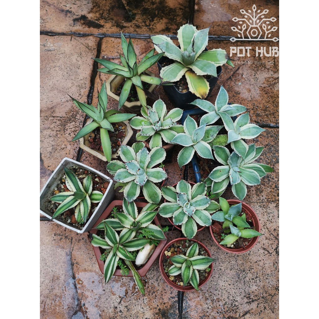 POTHUB Ready Stock Bare Root Gymnocalycium, Mammillaria, Huernia ...