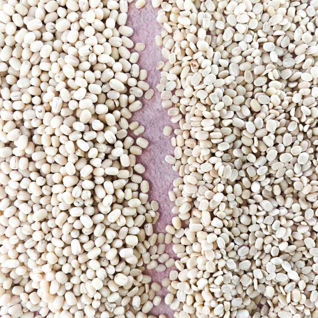Indian White Urad Dal Uhunthu Karuppa uluthu split Gram lentils (Vigna ...