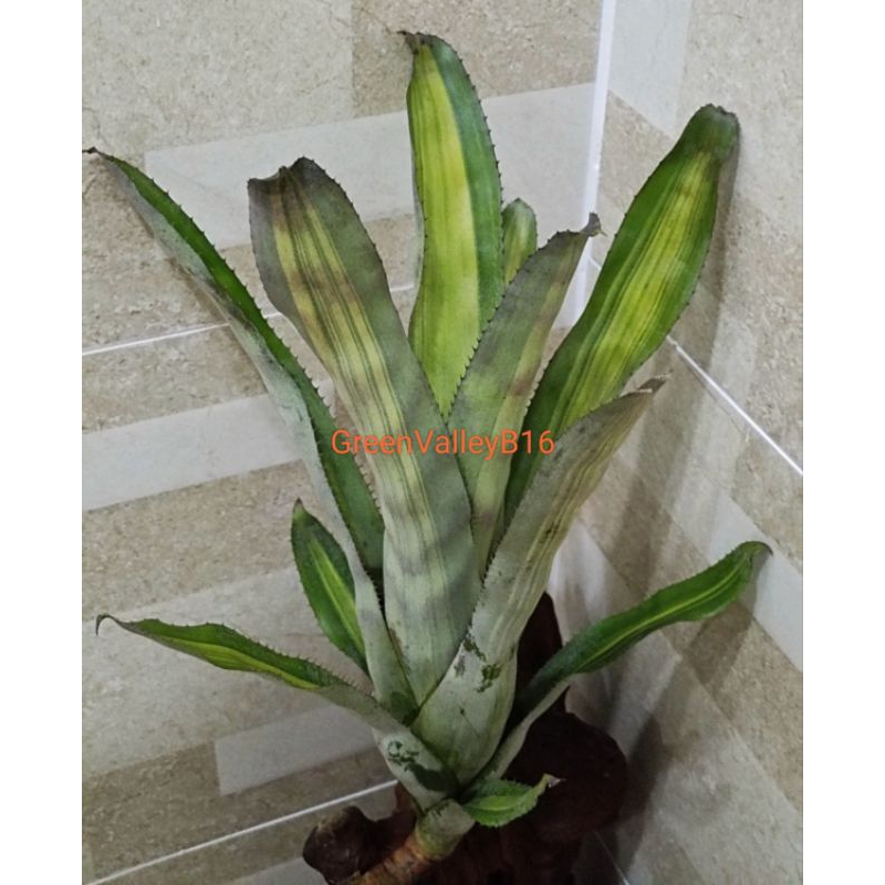 Bromeliad Aechmea Galaxy Variegata (Rare Plant) | Shopee Malaysia