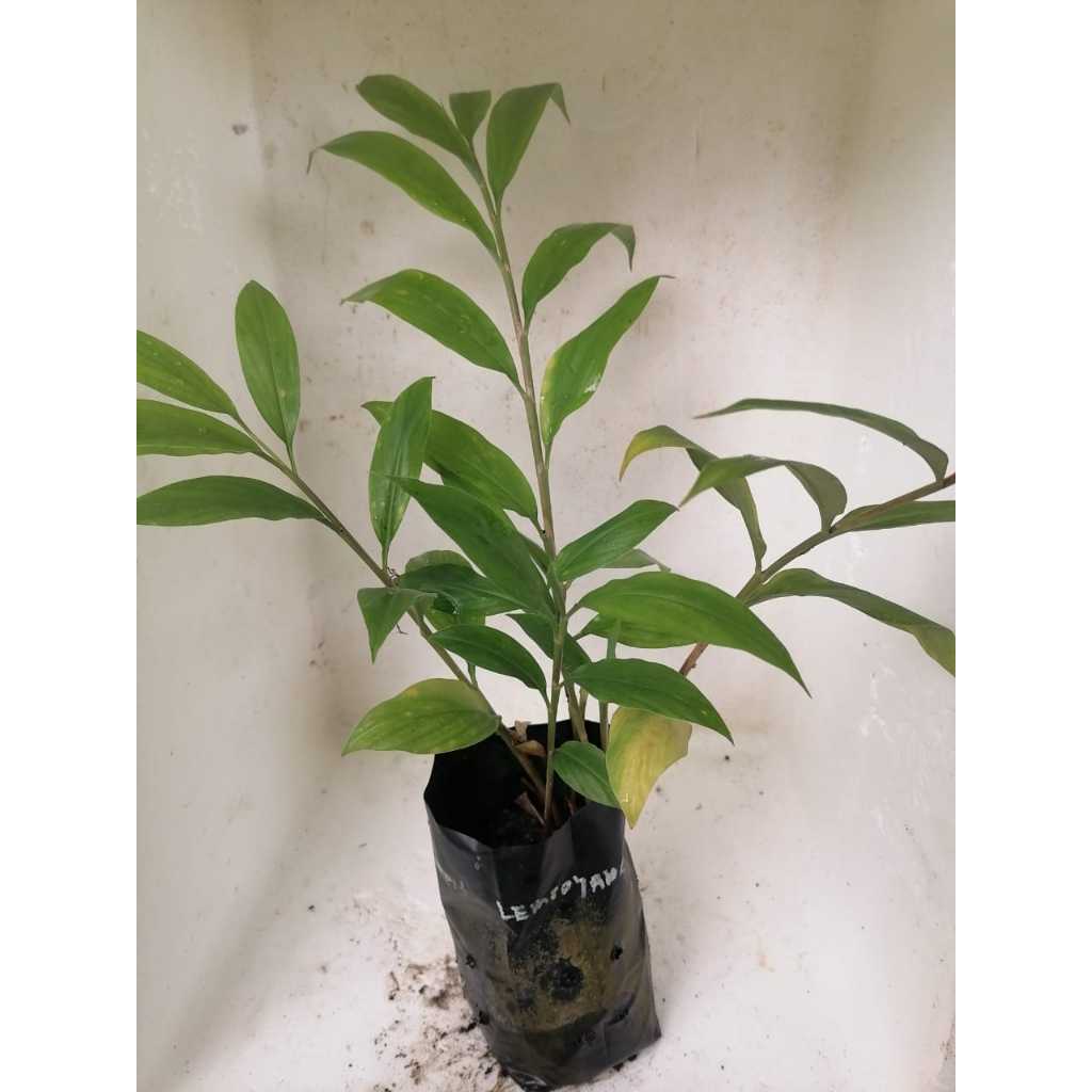 pokok lempoyang wangi , dalam polybag, stabil (pokok herba) | Shopee ...